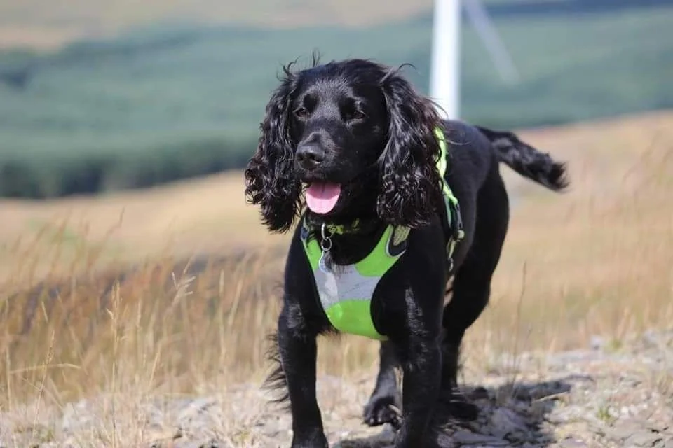 SIA Licensed Security Dog Handlers — Code 9 Security® | Security Services in Hampshire and the ...